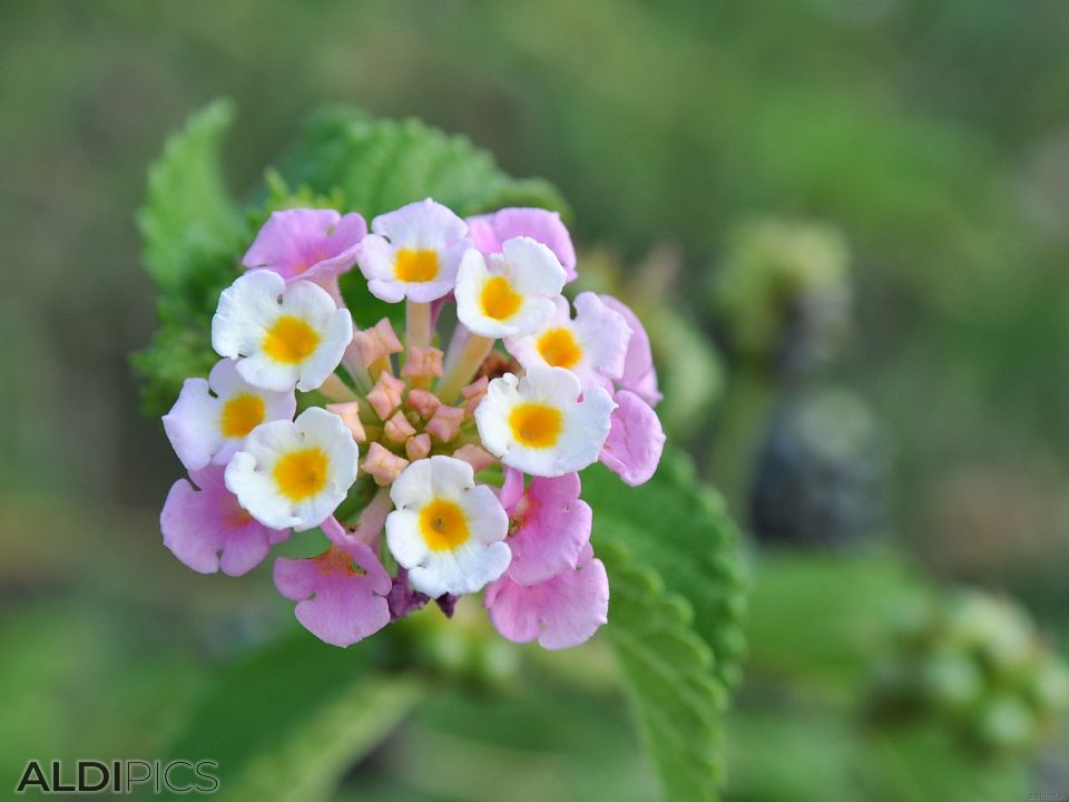 Asteria Flower | Best Flower Site